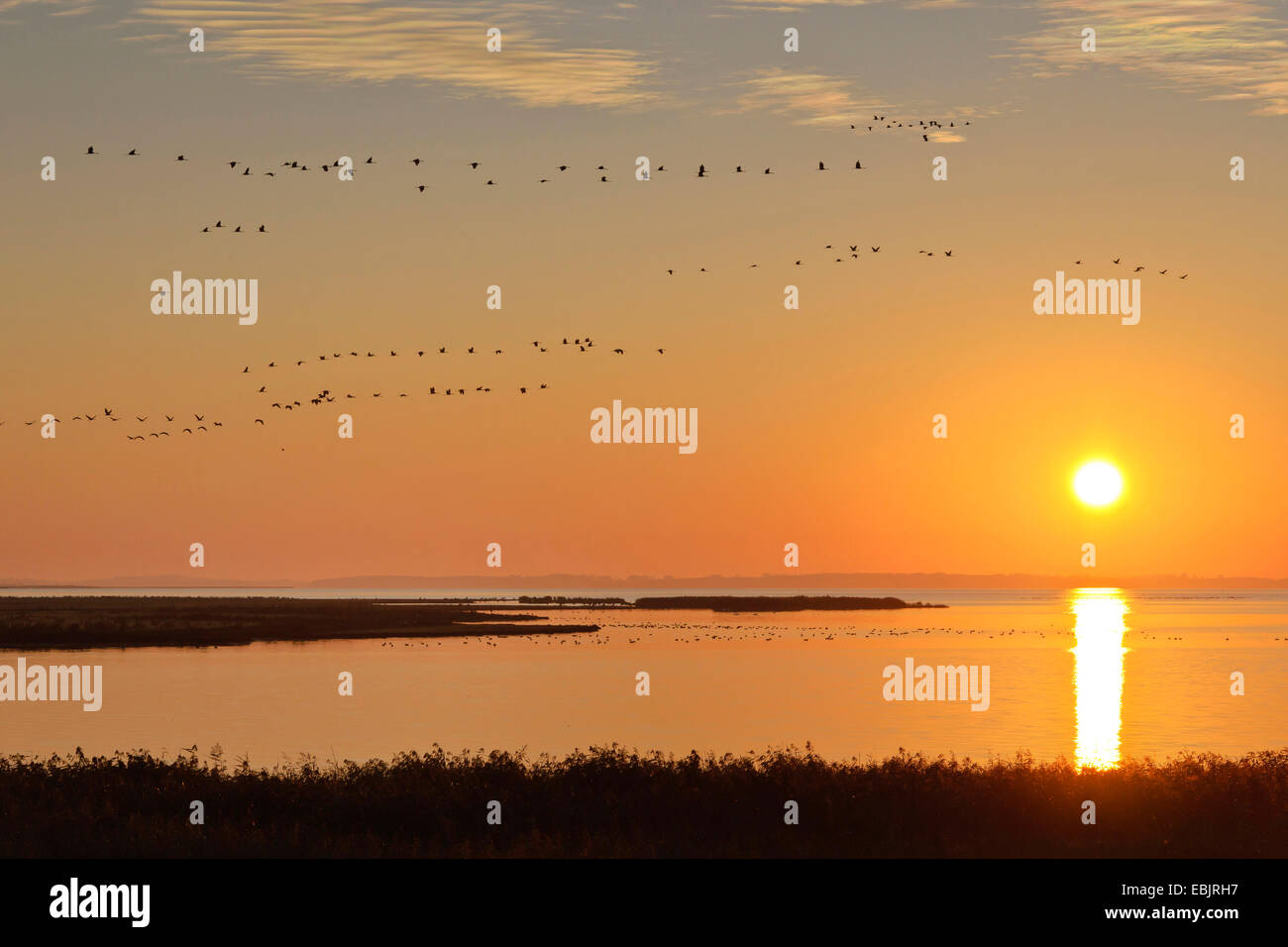 Common crane, Eurasian Crane (Grus grus), migration at sunrise, Germany ...