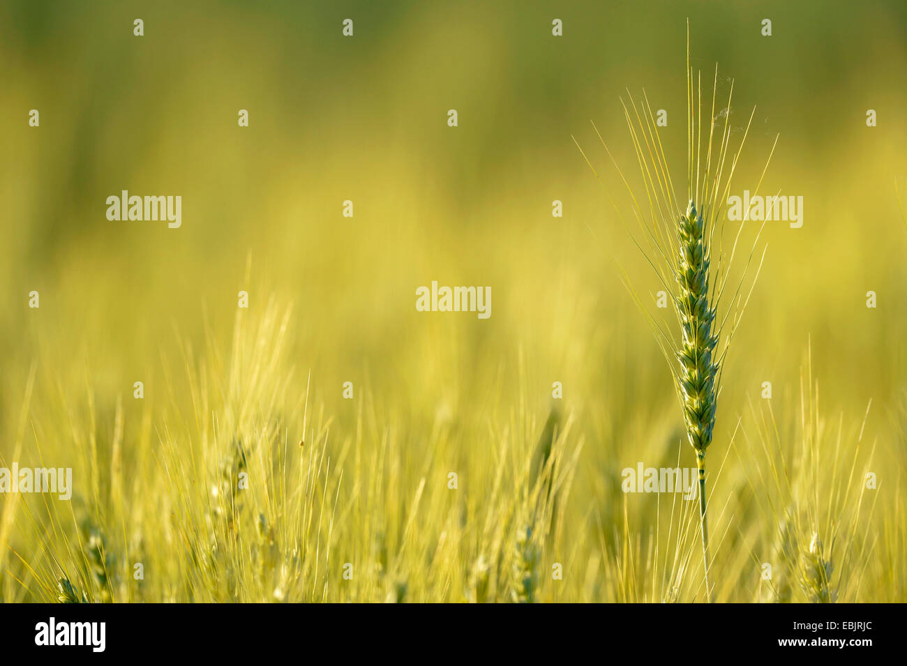 common barley, six-rowed barley (Hordeum vulgare), barley field ...