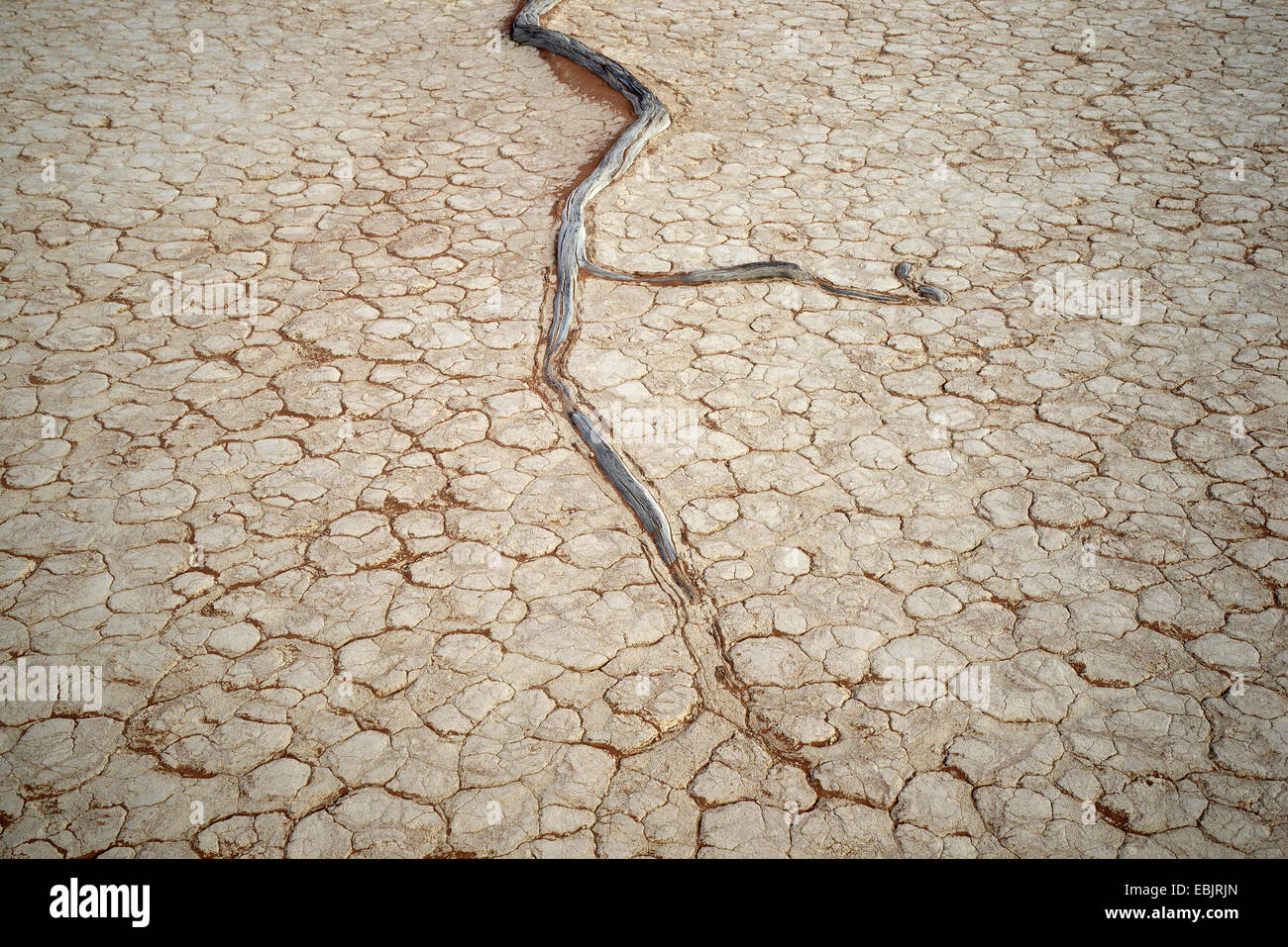 Dead tree roots on cracked clay pan, Deaddvlei, Sossusvlei National ...
