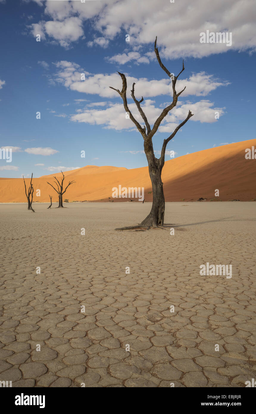 Dead trees on cracked clay pan, Deaddvlei, Sossusvlei National Park ...