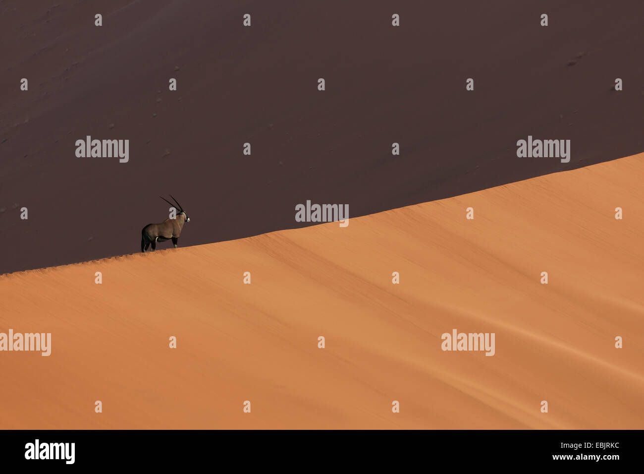 Oryx in shadow on giant sand dune, Sossusvlei National Park, Namibia ...
