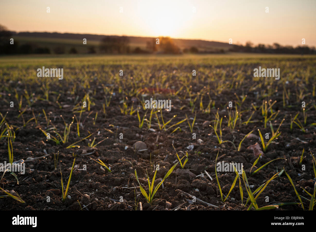 Sprouting crops hi-res stock photography and images - Alamy