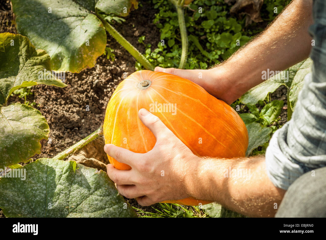 Mature man picking pumpkin, focus on hands Stock Photo - Alamy