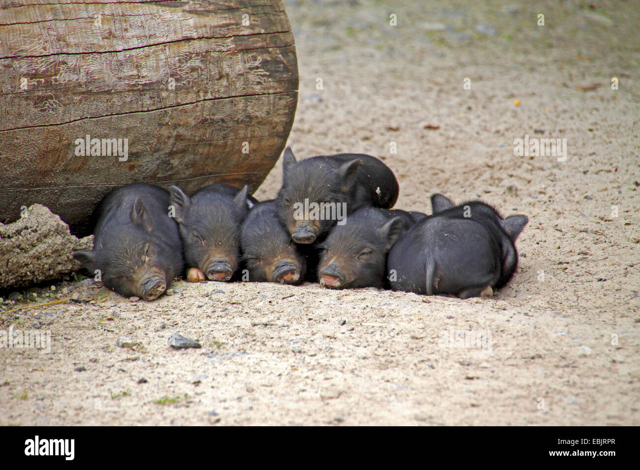 Six piglets hi-res stock photography and images - Alamy