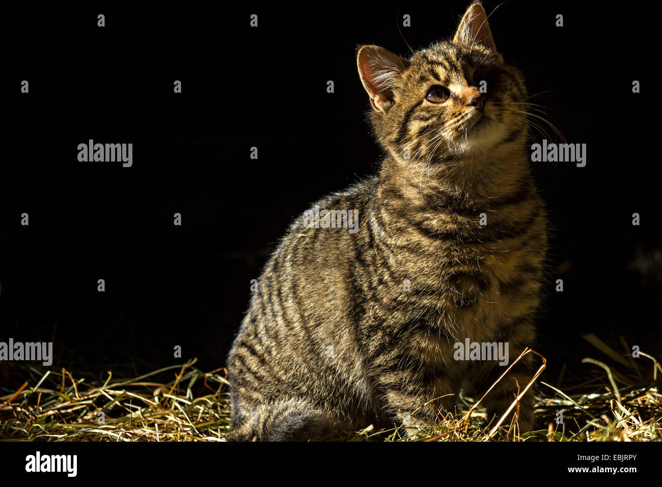 Portrait of a Tabby Cat Stock Photo - Alamy