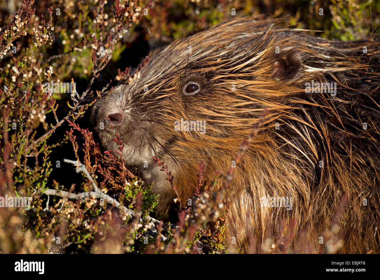 Eurasian beaver, European beaver (Castor fiber), portrait, Sweden ...