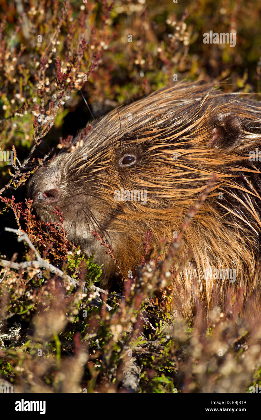 Eurasian beaver, European beaver (Castor fiber), portrait, Sweden ...