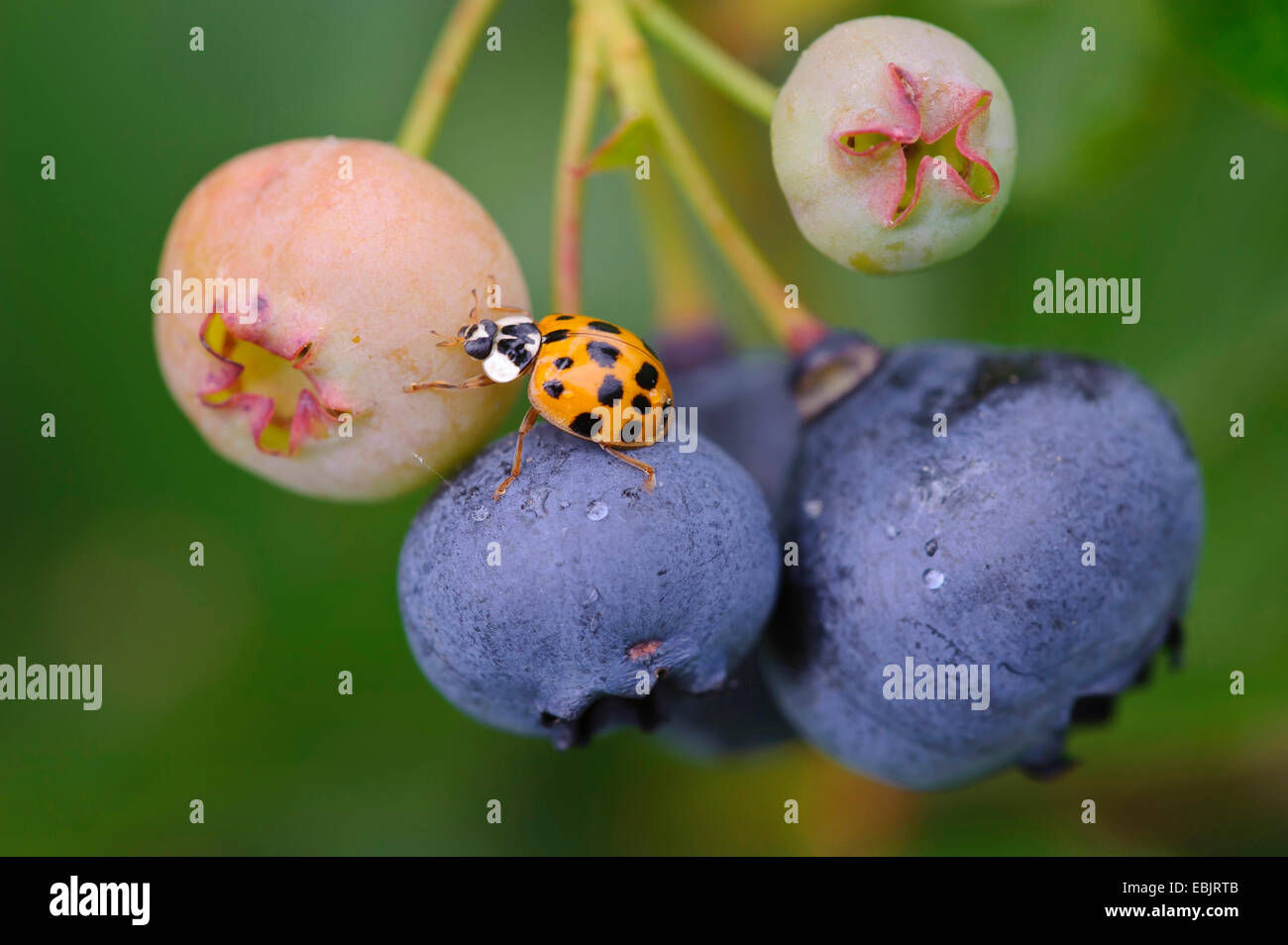 multicoloured Asian beetle (Harmonia axyridis), scuttling on ...