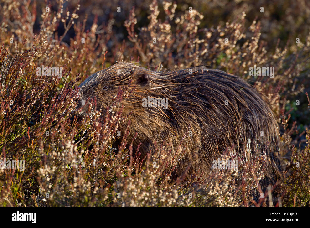 Eurasian beaver, European beaver (Castor fiber), sitting in heath ...