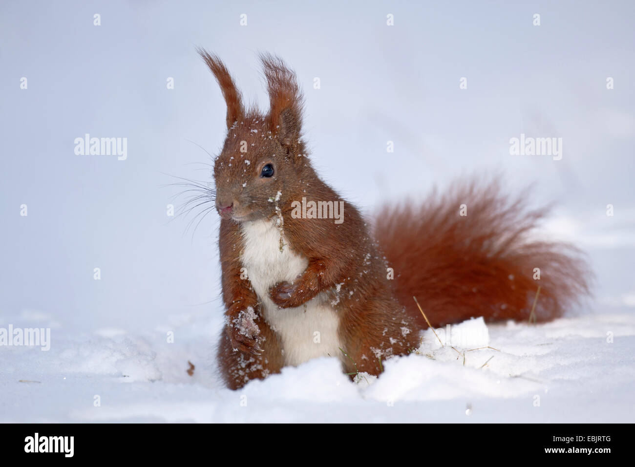 European red squirrel, Eurasian red squirrel (Sciurus vulgaris ...