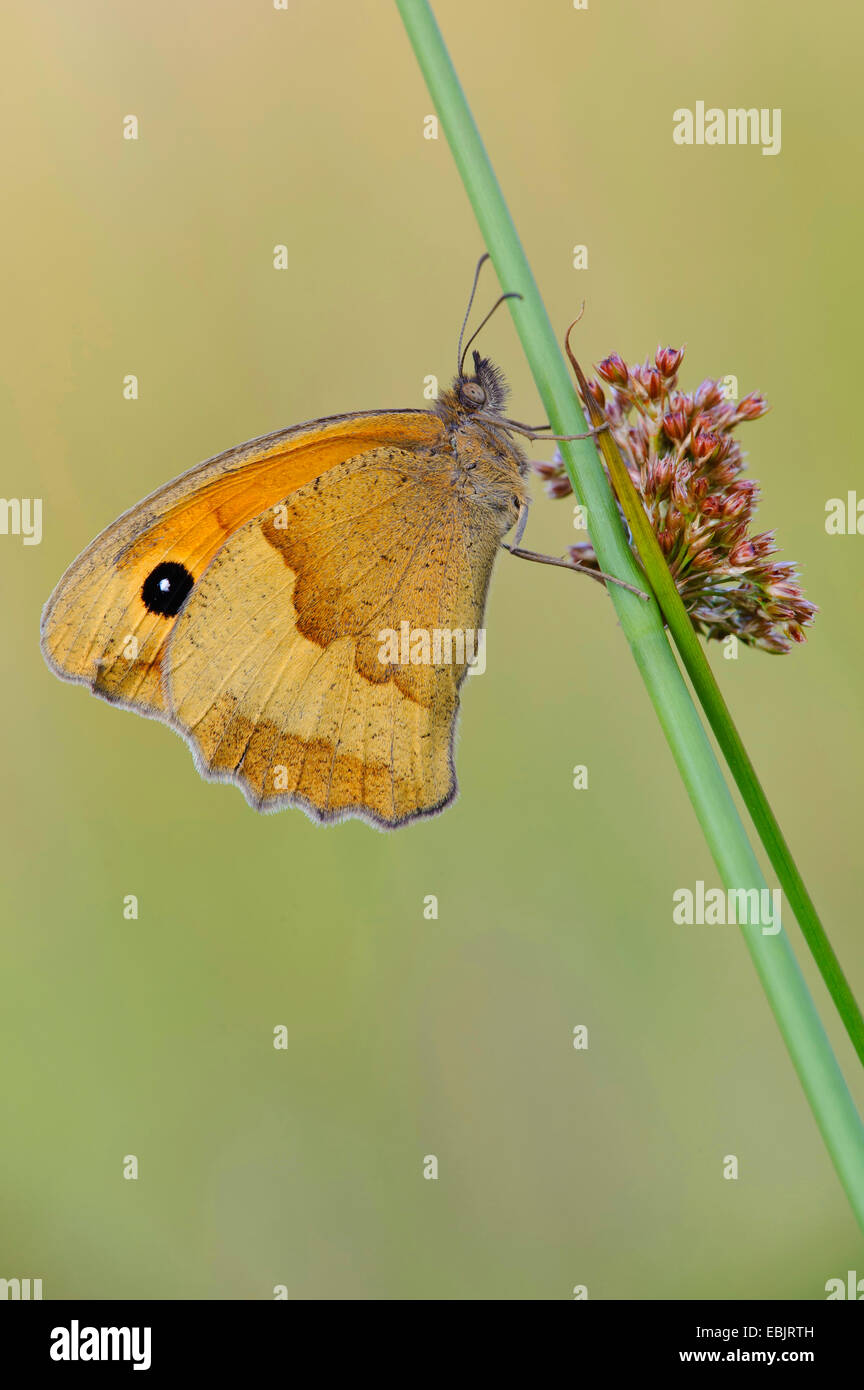 Close up maniola jurtina hi-res stock photography and images - Alamy