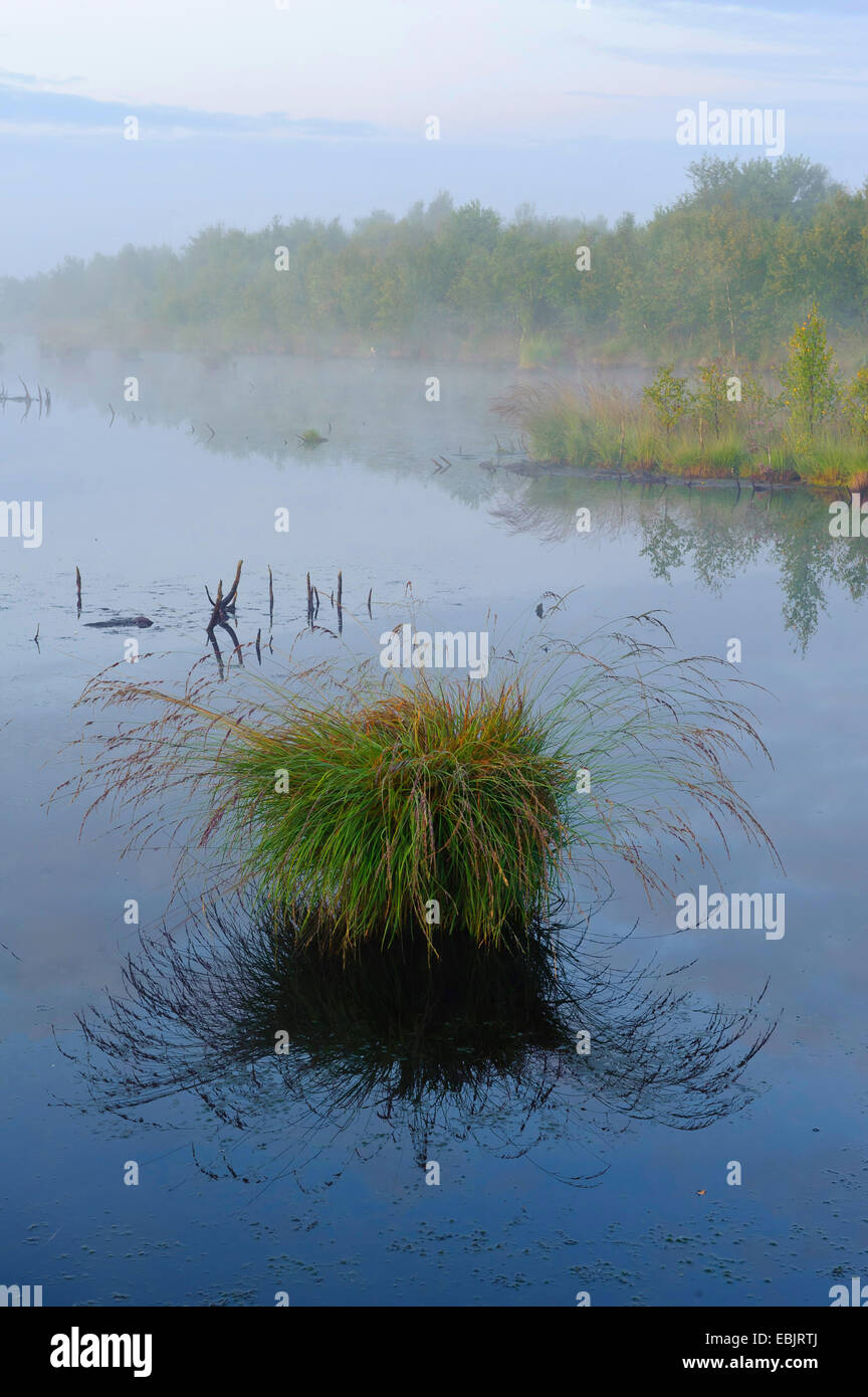Moor landscape with lake in morning mist hi-res stock photography and ...