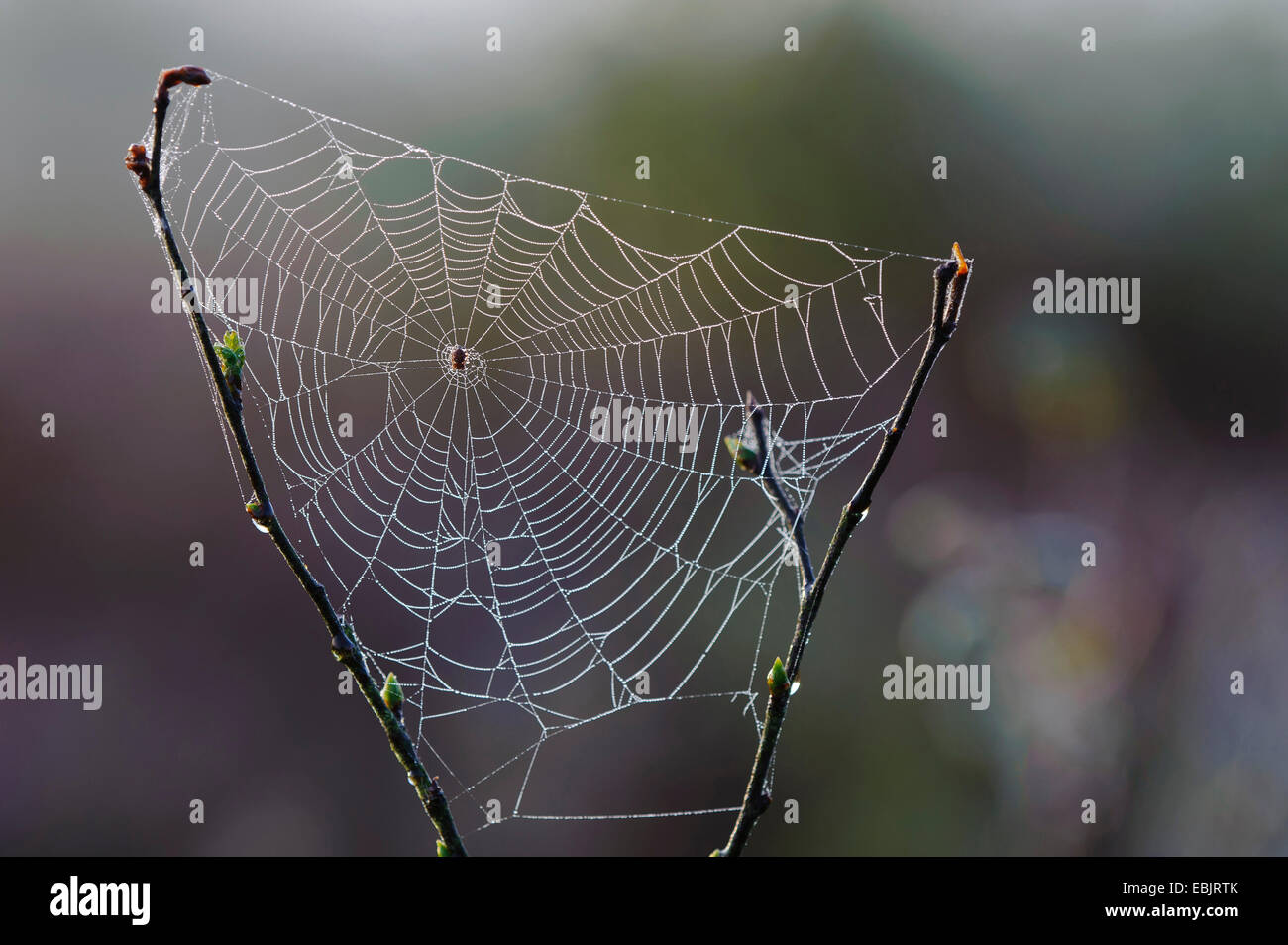 Siderweb hi-res stock photography and images - Alamy