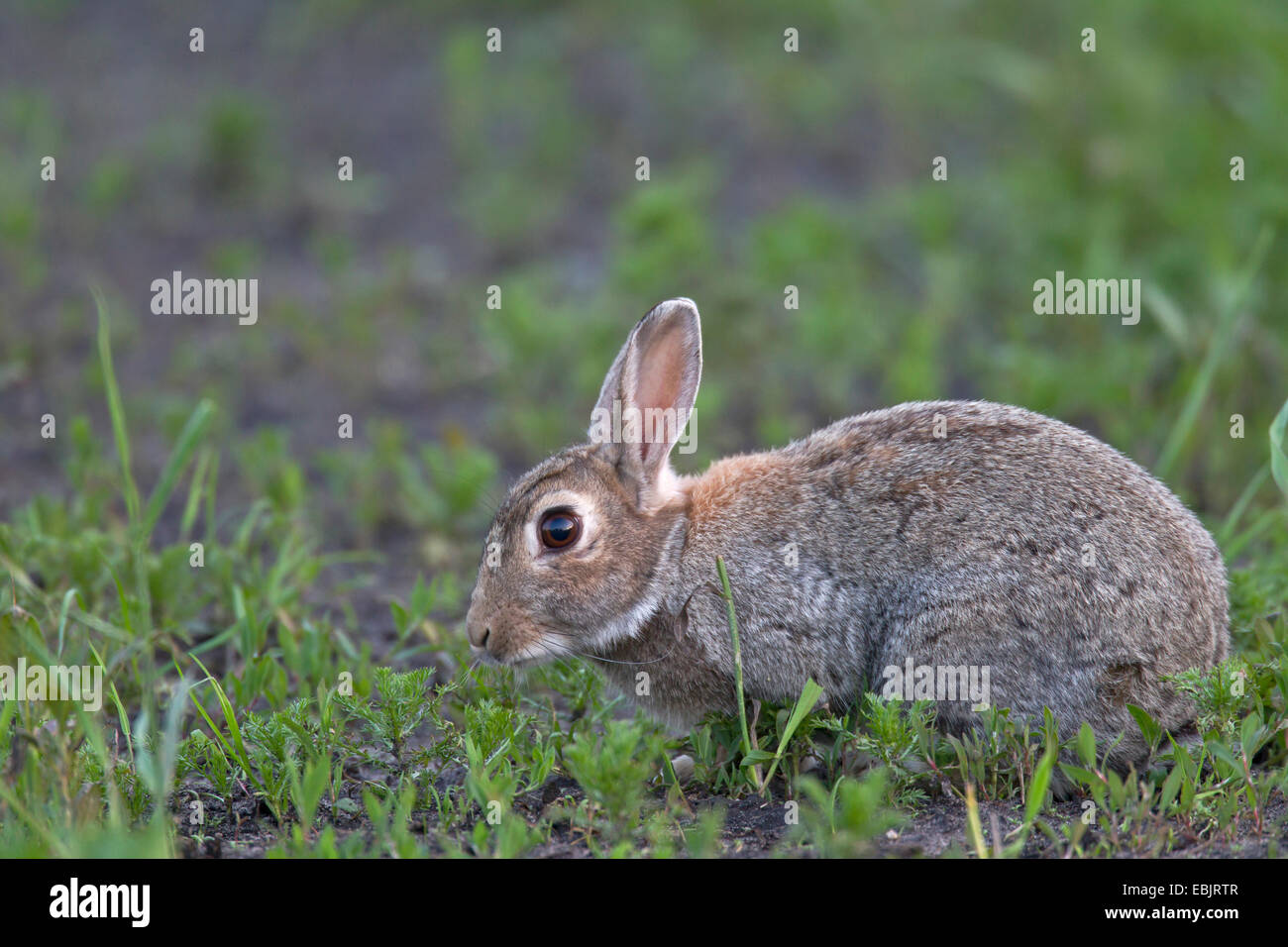 European rabbit (Oryctolagus cuniculus), sitting in a meadow, Germany ...