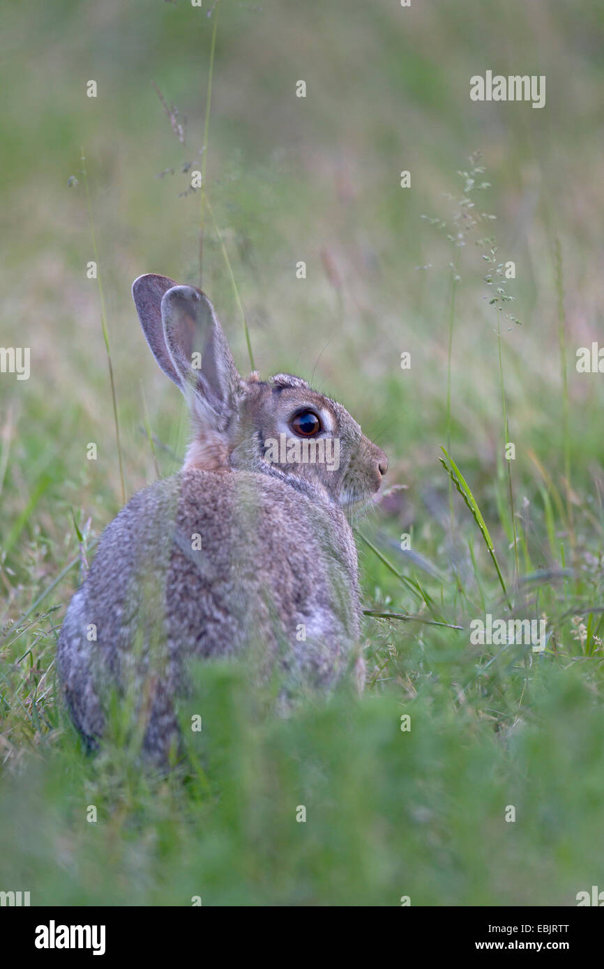 Rabbit back view hi-res stock photography and images - Alamy