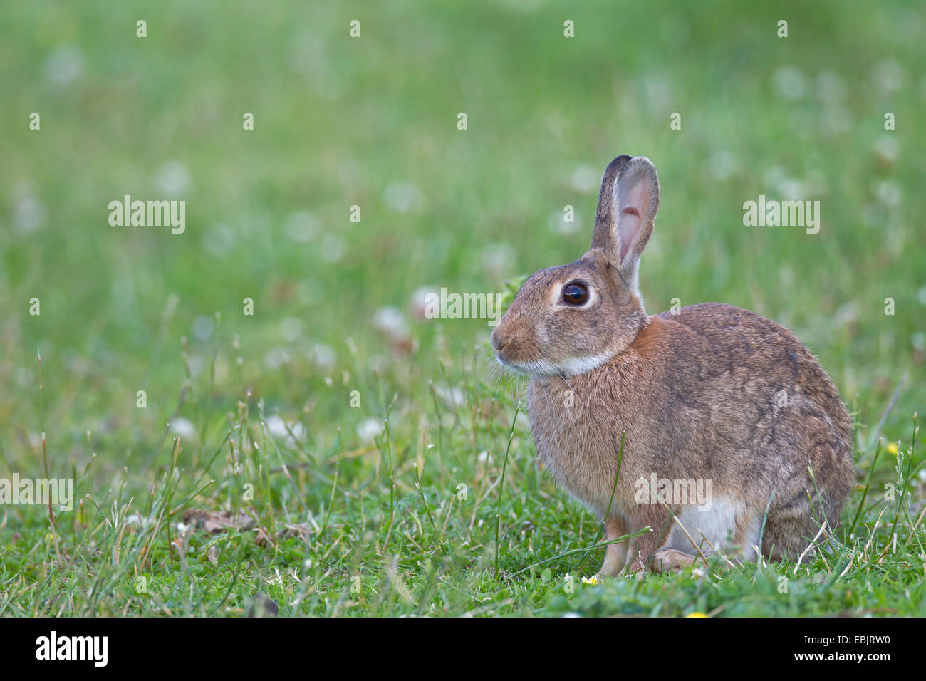 European rabbit (Oryctolagus cuniculus), sitting in meadow, Germany ...