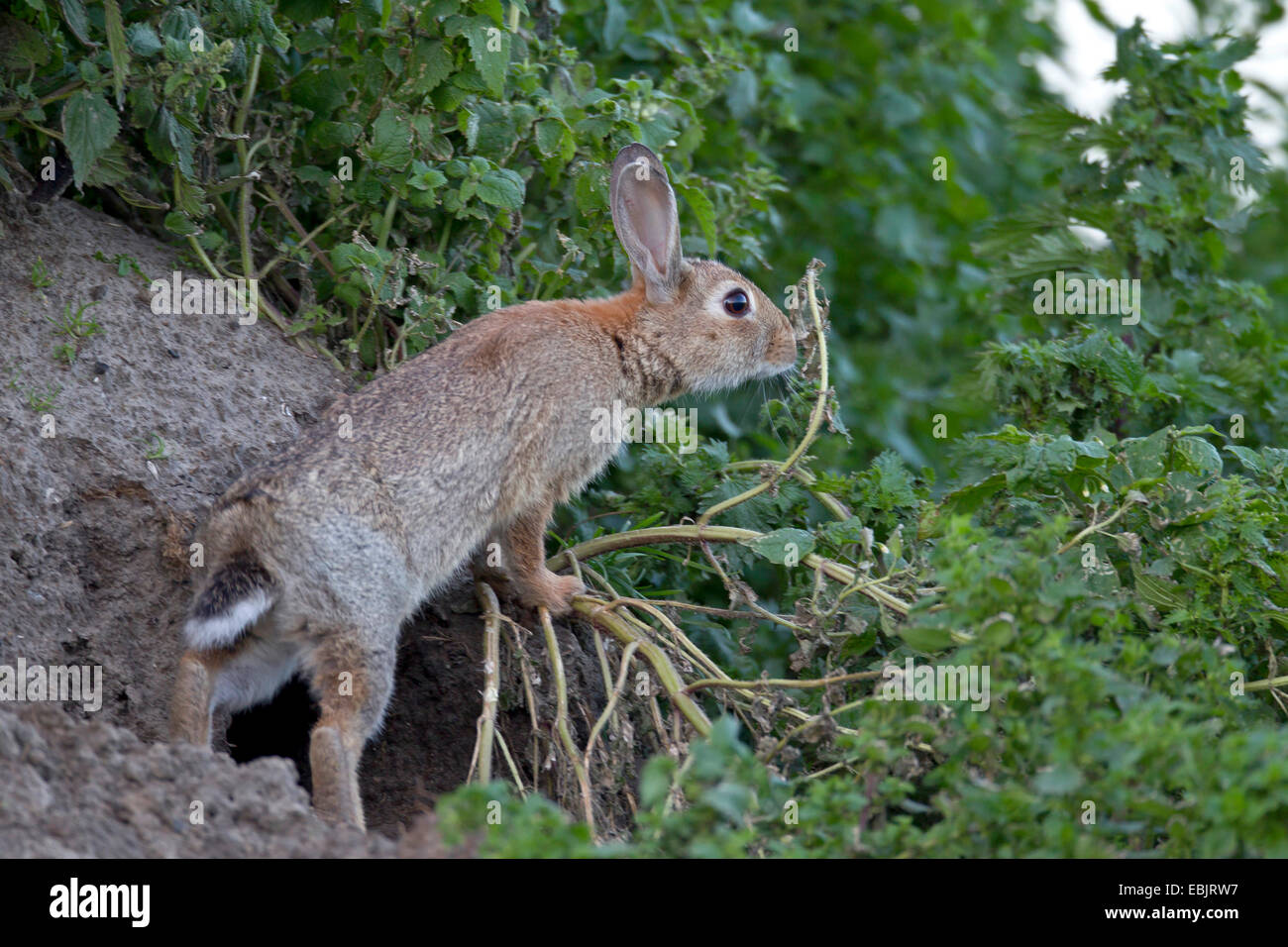 European rabbit (Oryctolagus cuniculus), at rabbit hole, Germany ...