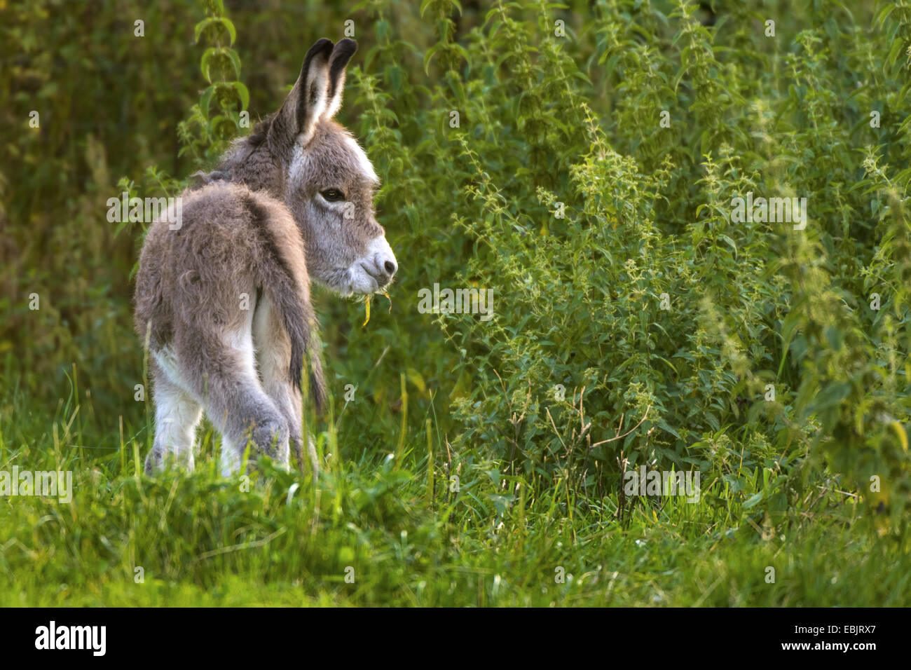 Donkey from behind hi-res stock photography and images - Alamy