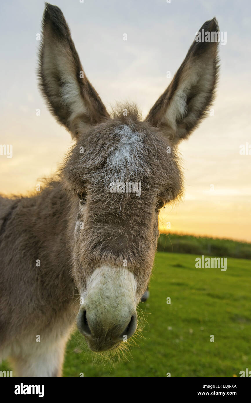 domestic donkey (Equus asinus f. asinus), portrait of a donkey foal ...