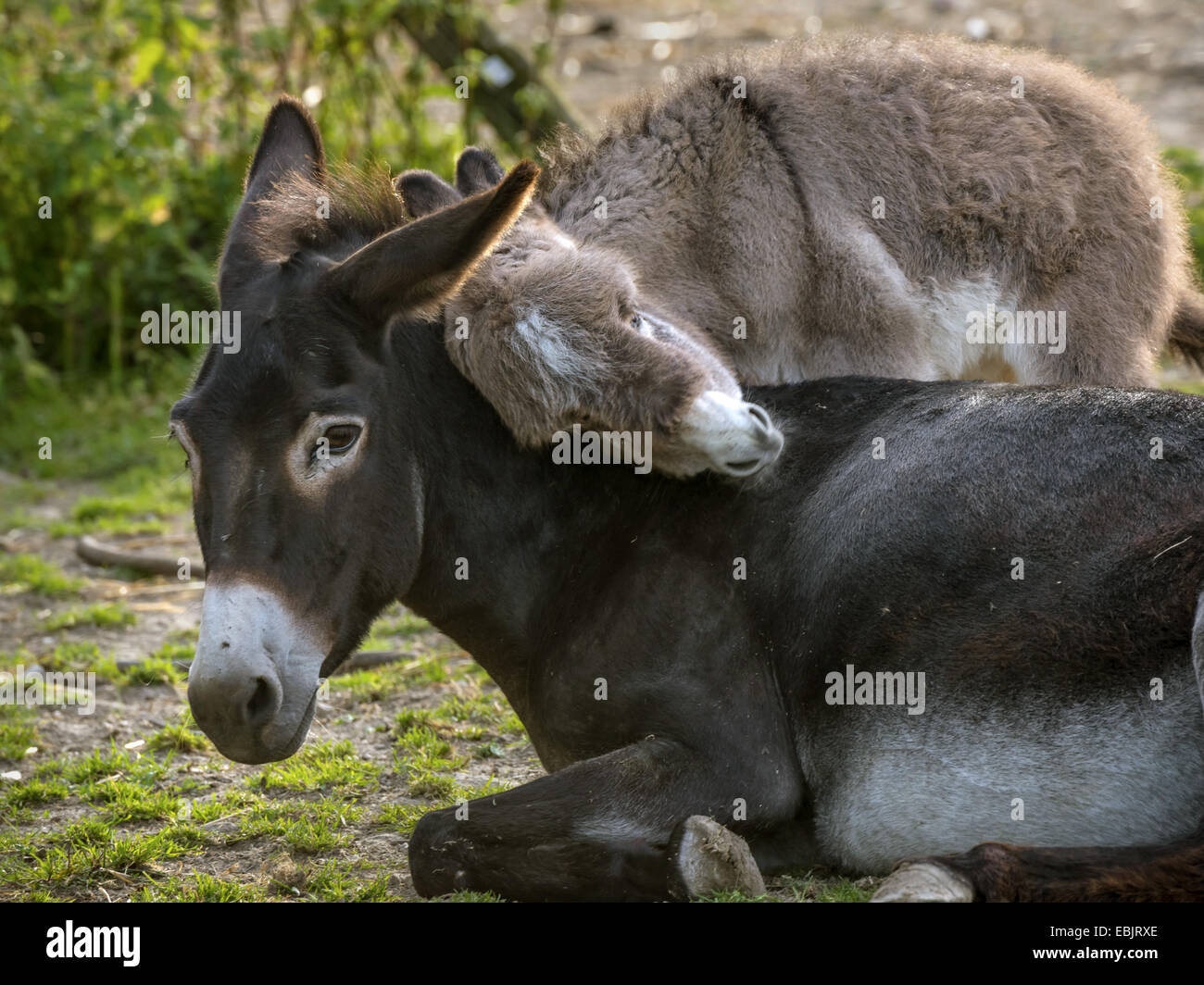 domestic donkey (Equus asinus f. asinus), donkey foal cuddling with the ...