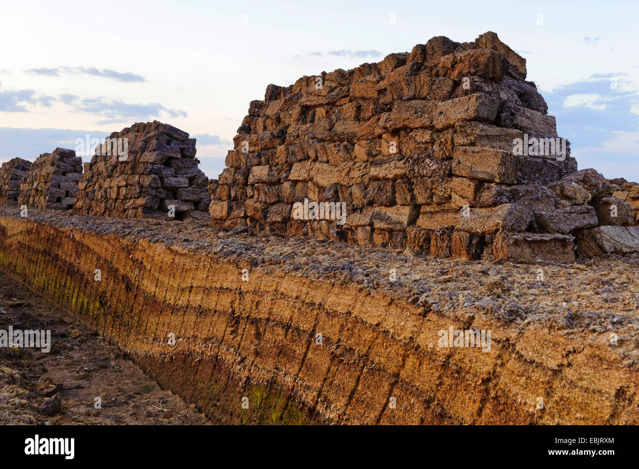 stacks of bales of peat at the peat extraction at the Goldenstedter ...