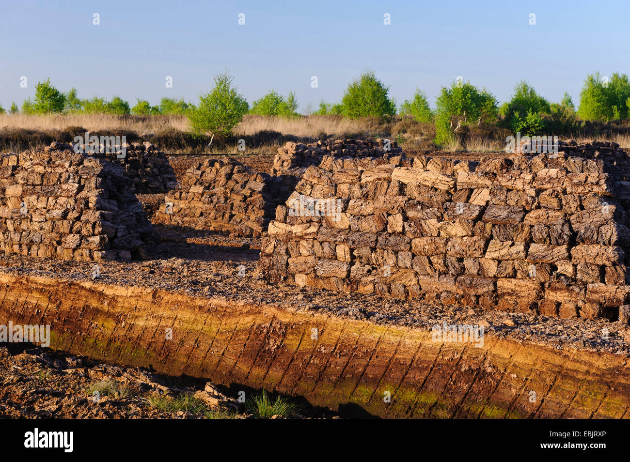 stacks of bales of peat at the peat extraction at the Goldenstedter ...