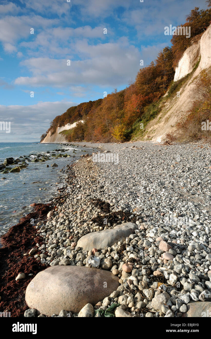 shingle beach with chalk cliffs of Ruegen, Germany, Mecklenburg-Western ...