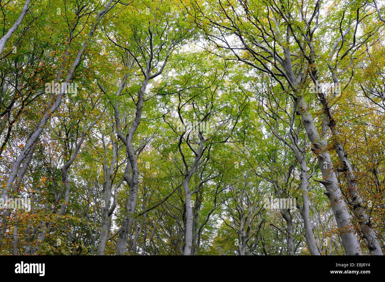common beech (Fagus sylvatica), beech forest in autum, Germany ...