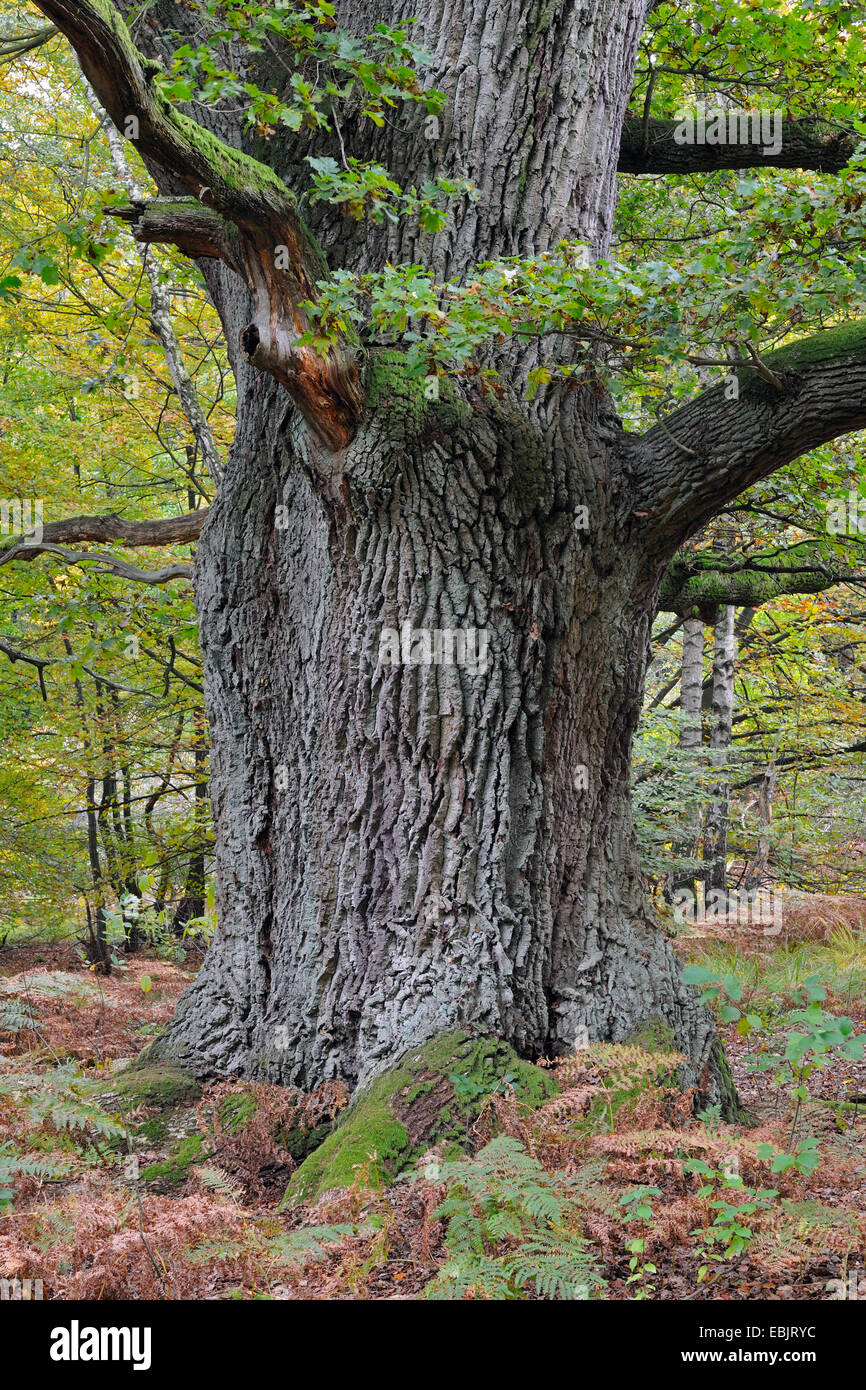 common oak, pedunculate oak, English oak (Quercus robur), old tree in ...