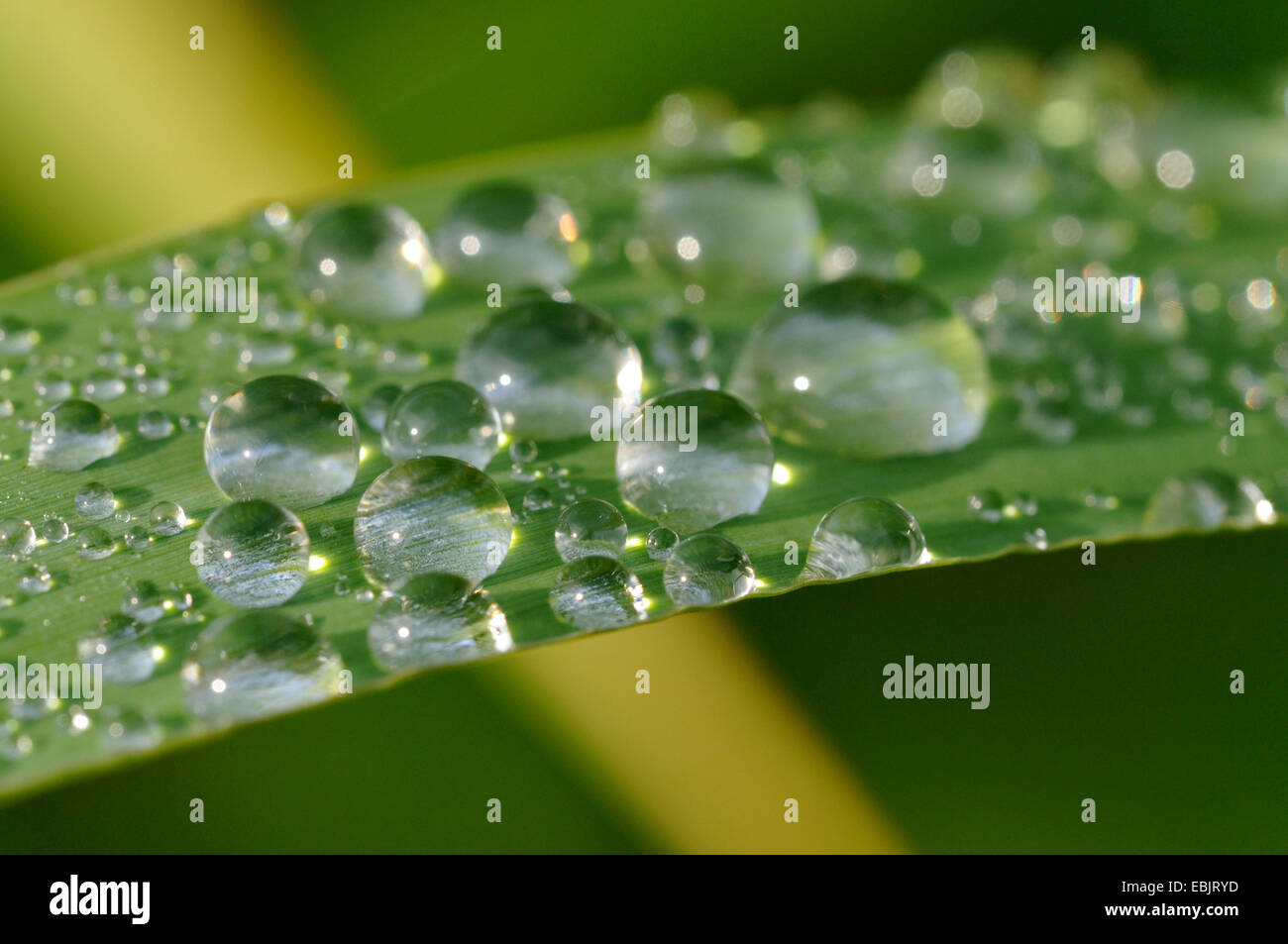 water drops on a reed leaf, Germany Stock Photo - Alamy