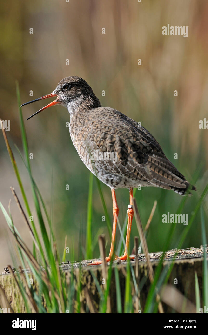 Beringed animal hi-res stock photography and images - Alamy