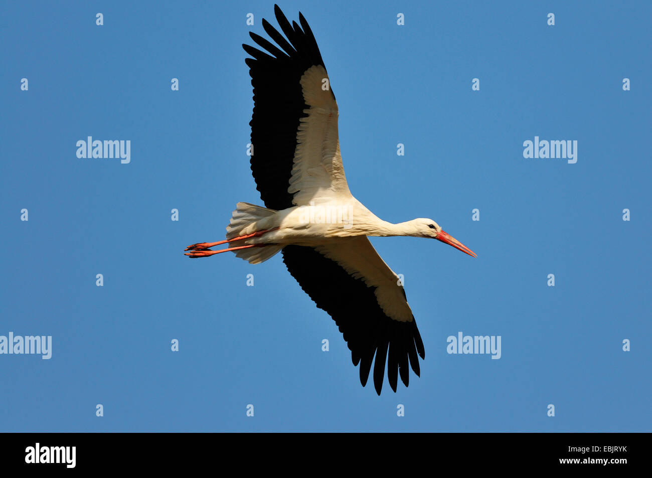 Stork flying silhouette hi-res stock photography and images - Alamy