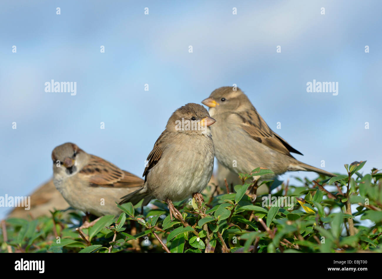 Sparrow sparrows hi-res stock photography and images - Alamy