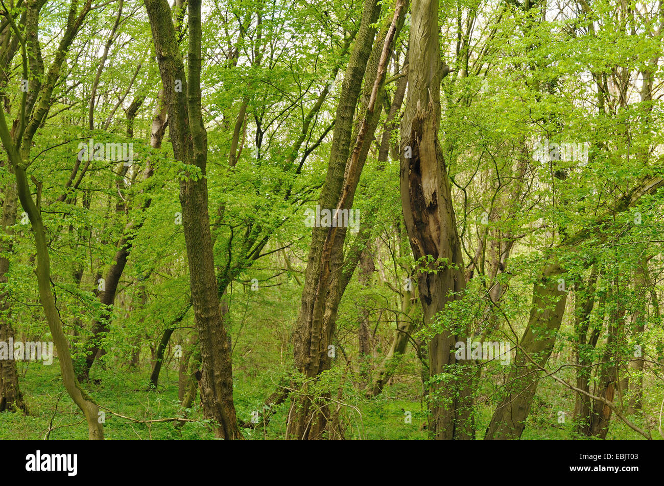 Spring in nature forest hi-res stock photography and images - Alamy