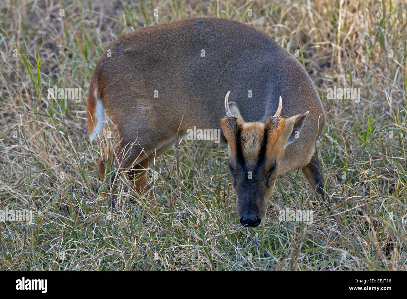 muntjacs, barking deer (Muntiacus cf. reevesi), male Stock Photo - Alamy