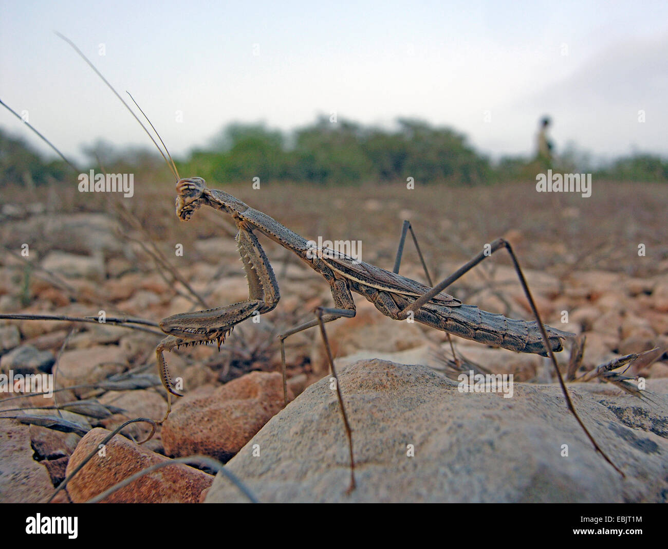 mantis sitting on the dry ground well camouflaged, Cyprus Stock Photo ...