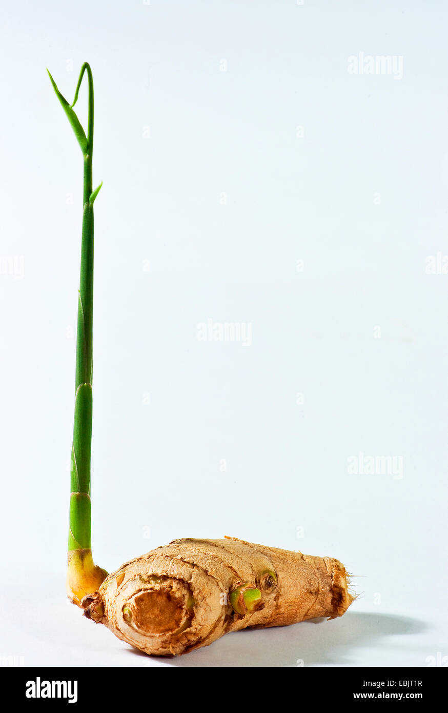 ginger, common ginger, cooking ginger, Canton ginger (Zingiber ...