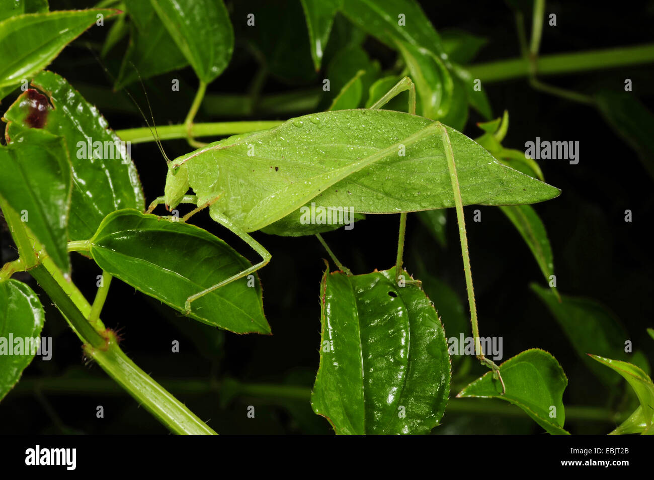 sitting on a leaf, Honduras, Pico Bonito National Park Stock Photo - Alamy