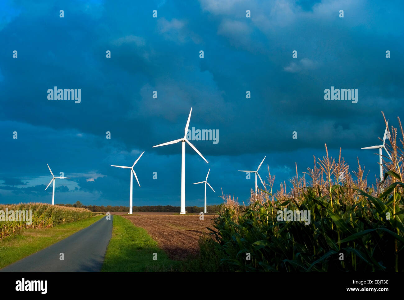 wind wheels among maize fields, Germany, Lower Saxony Stock Photo - Alamy