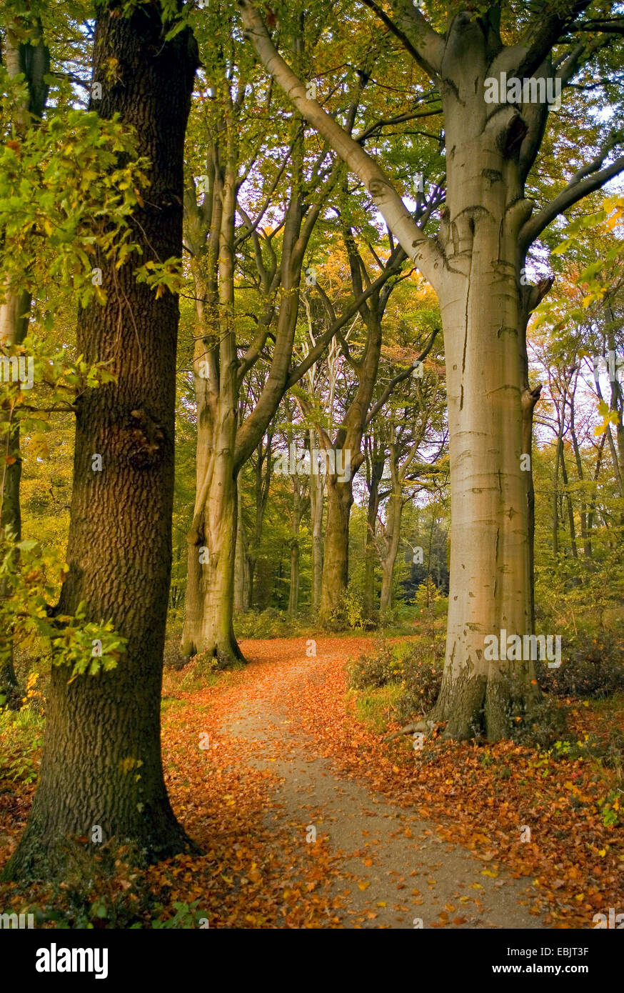 Path in an oak forest hi-res stock photography and images - Alamy