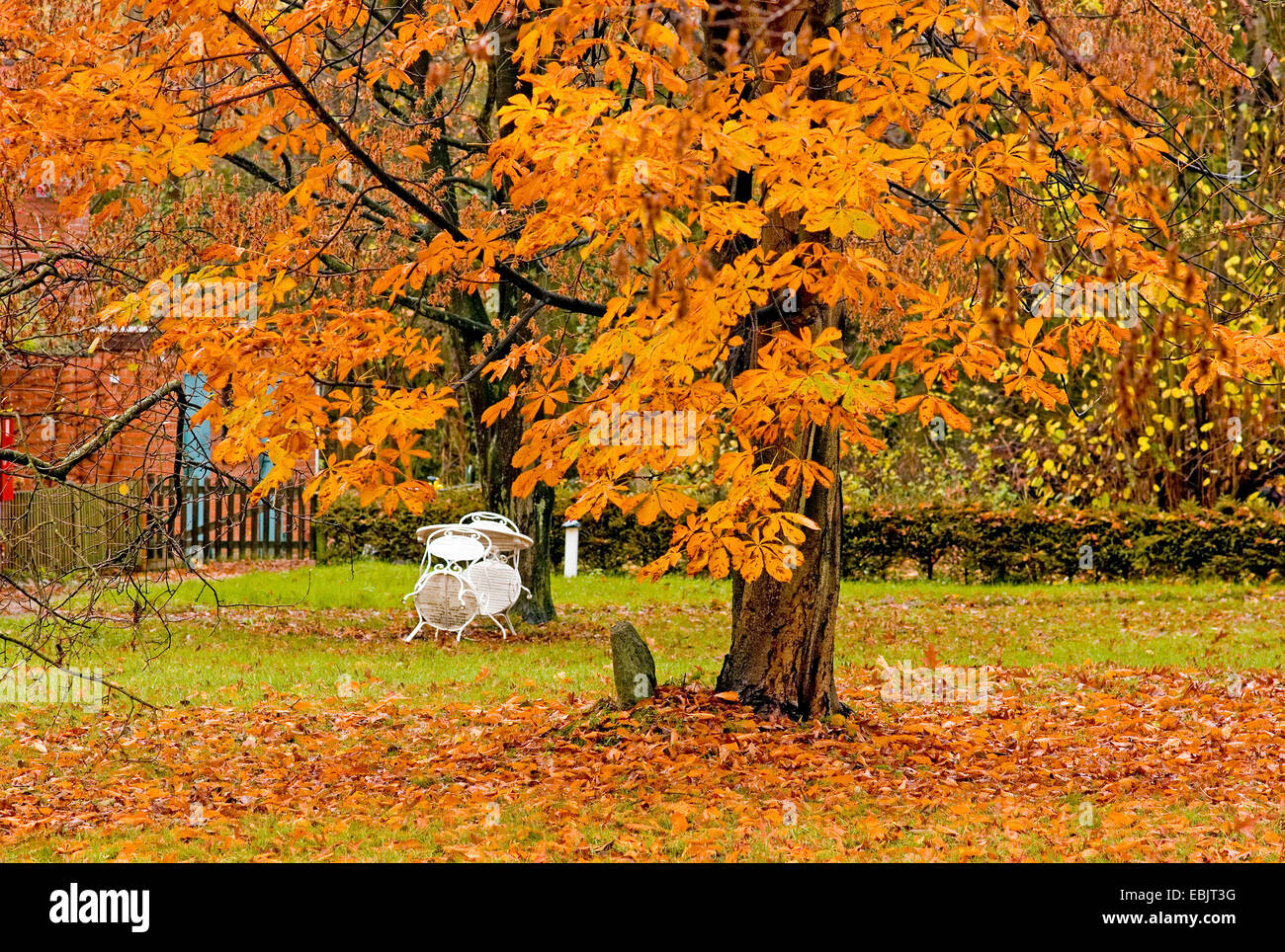 common horse chestnut (Aesculus hippocastanum), chestnut tree on lawn ...