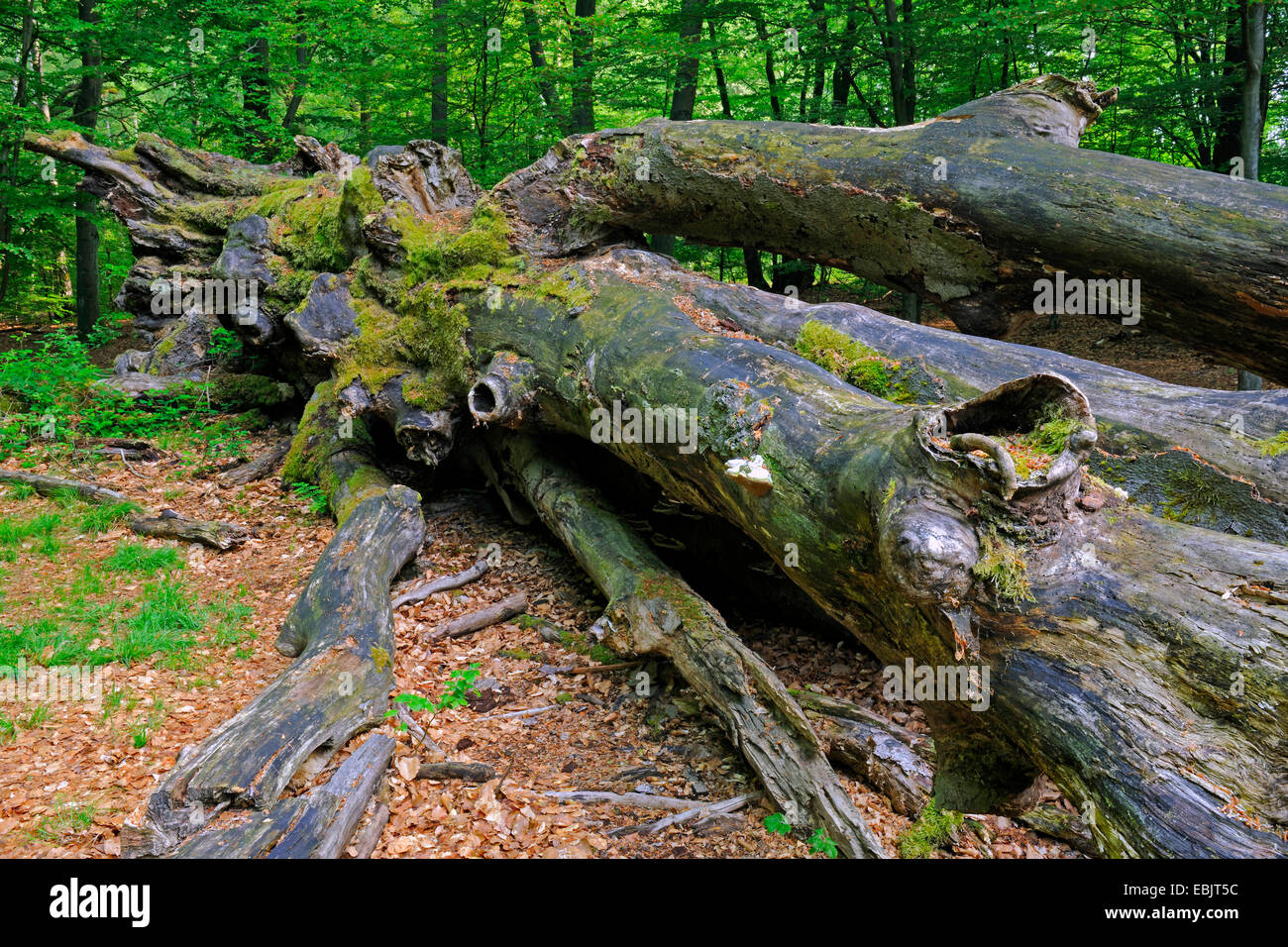 Wood deadfall hi-res stock photography and images - Alamy