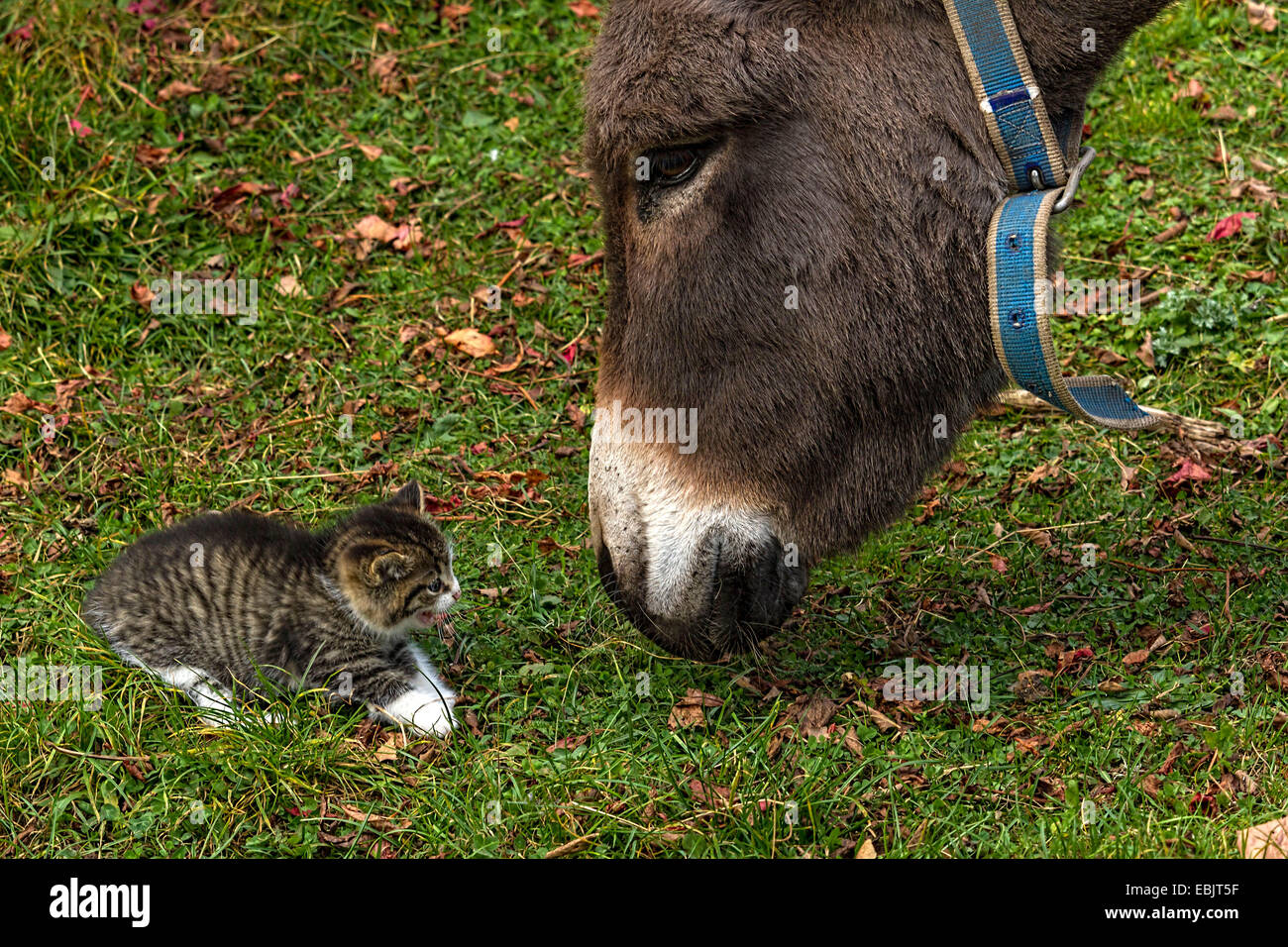 Snarling animals hi-res stock photography and images - Alamy