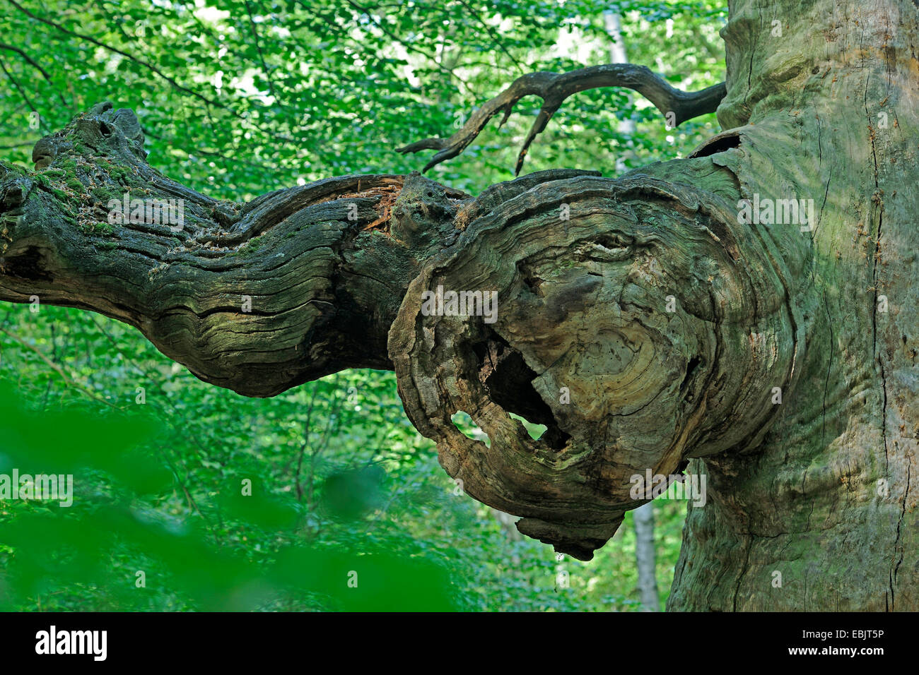 Gnarled tree branch hi-res stock photography and images - Alamy