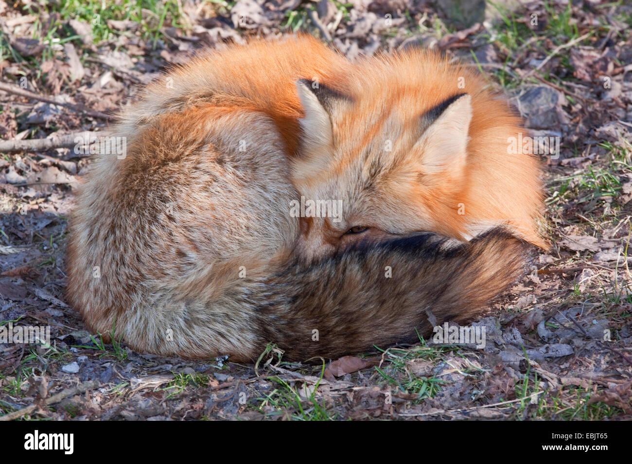 red fox (Vulpes vulpes), rolled up, Germany, Rhineland-Palatinate Stock ...