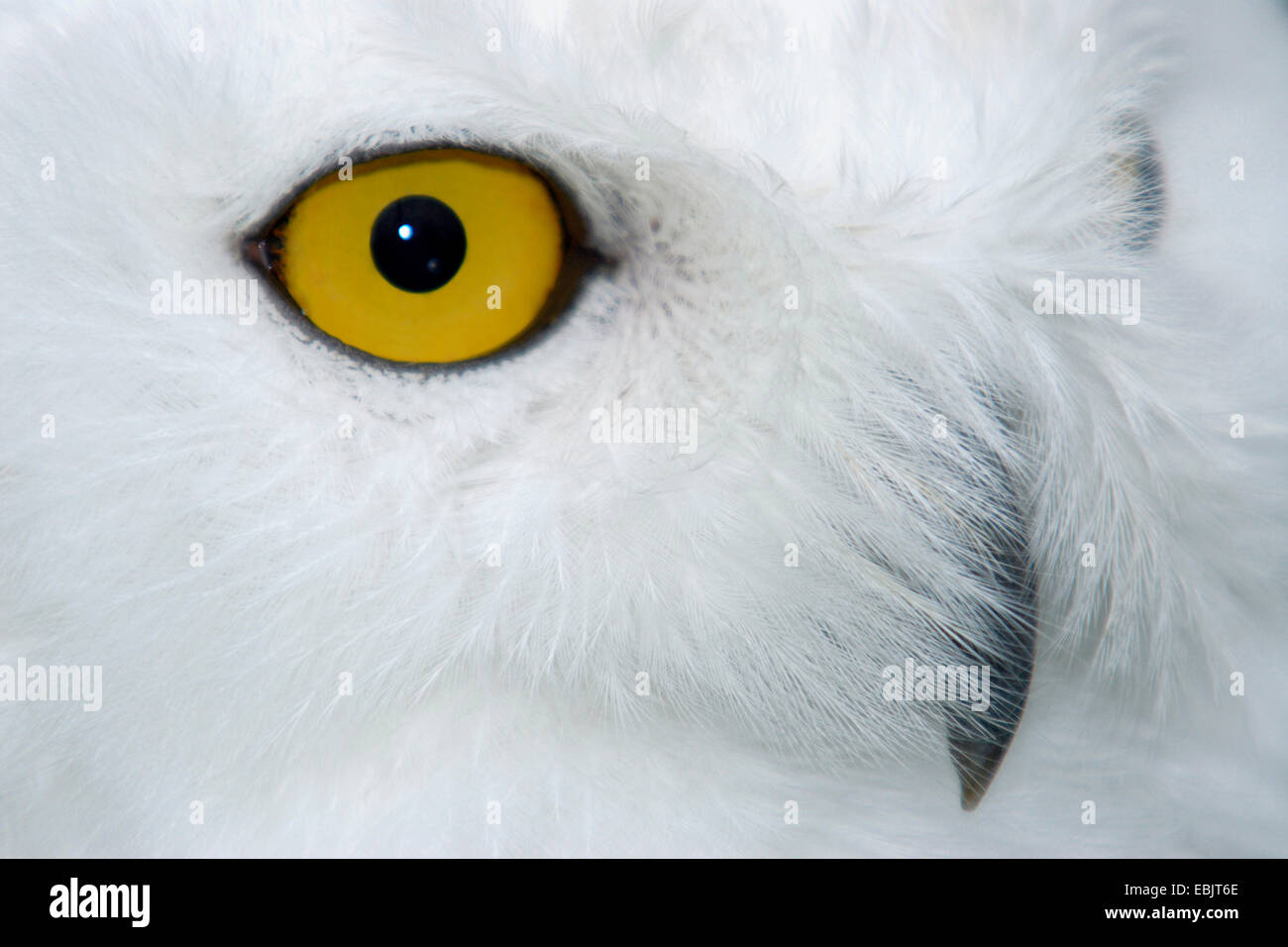 Snowy Owl (Strix scandiaca, Nyctea scandiaca, Bubo scandiacus ...