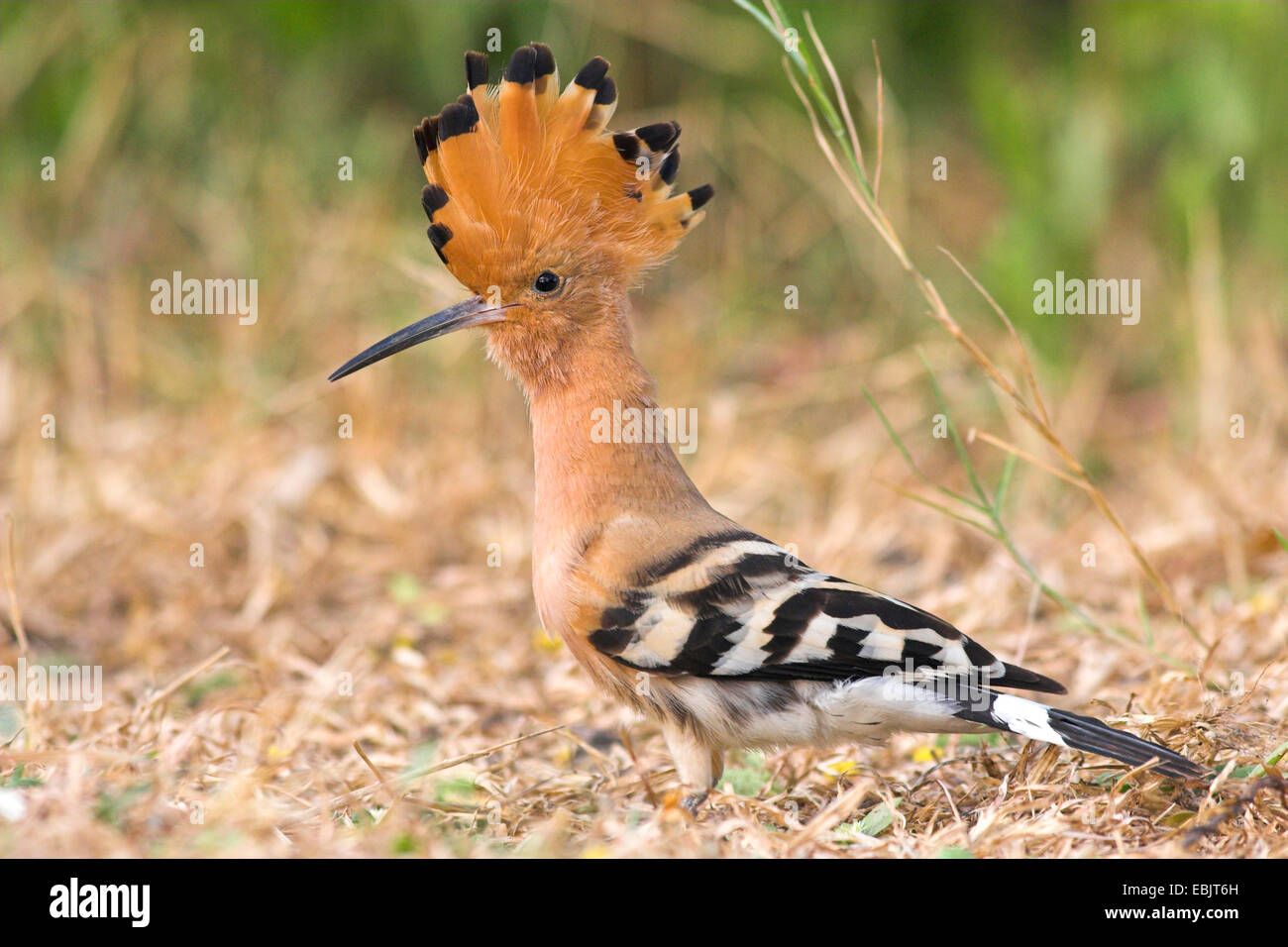 hoopoe (Upupa epops), portrait, India, Keoladeo Ghana National Park ...