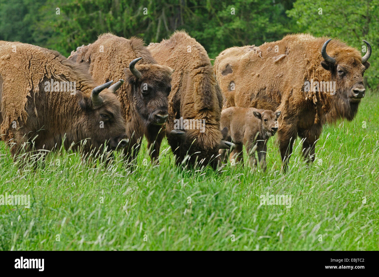 Wisent Bison Grass High Resolution Stock Photography and Images - Alamy