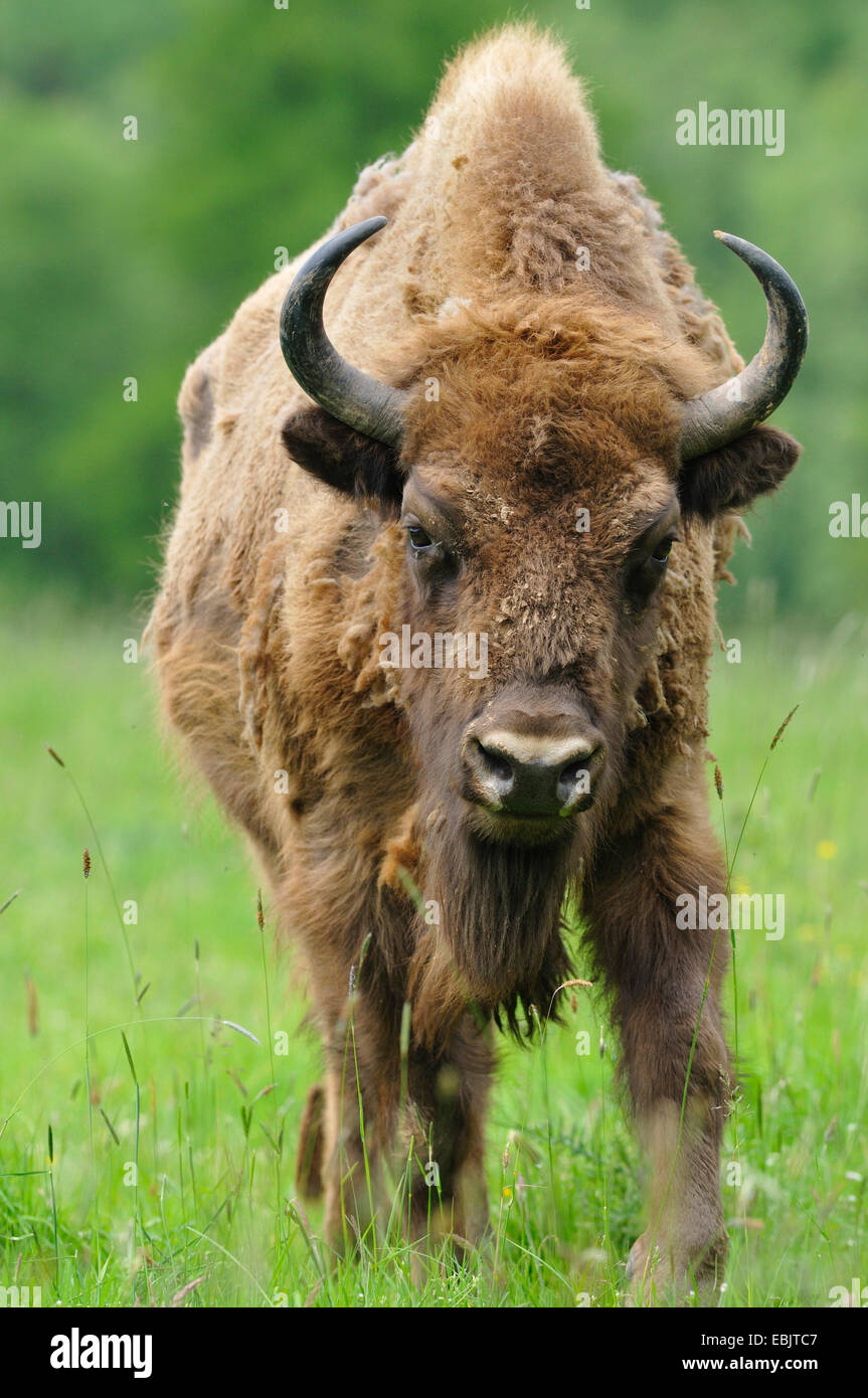 Wisent Bison Grass High Resolution Stock Photography and Images - Alamy