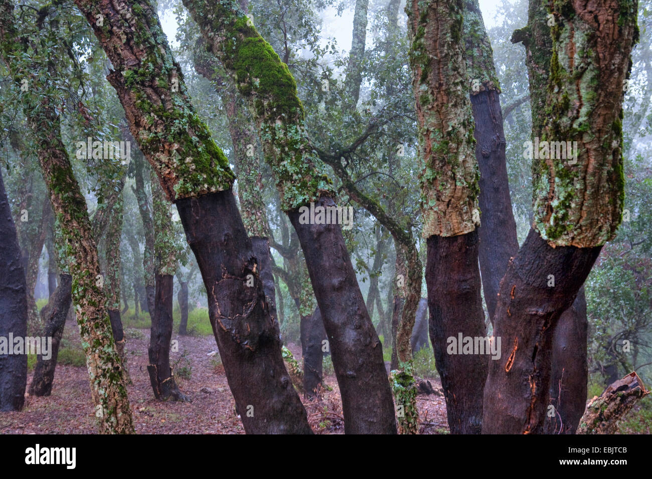 cork oak (Quercus suber), peeled tree trunks, Morocco, Taza-Al Hoceima ...